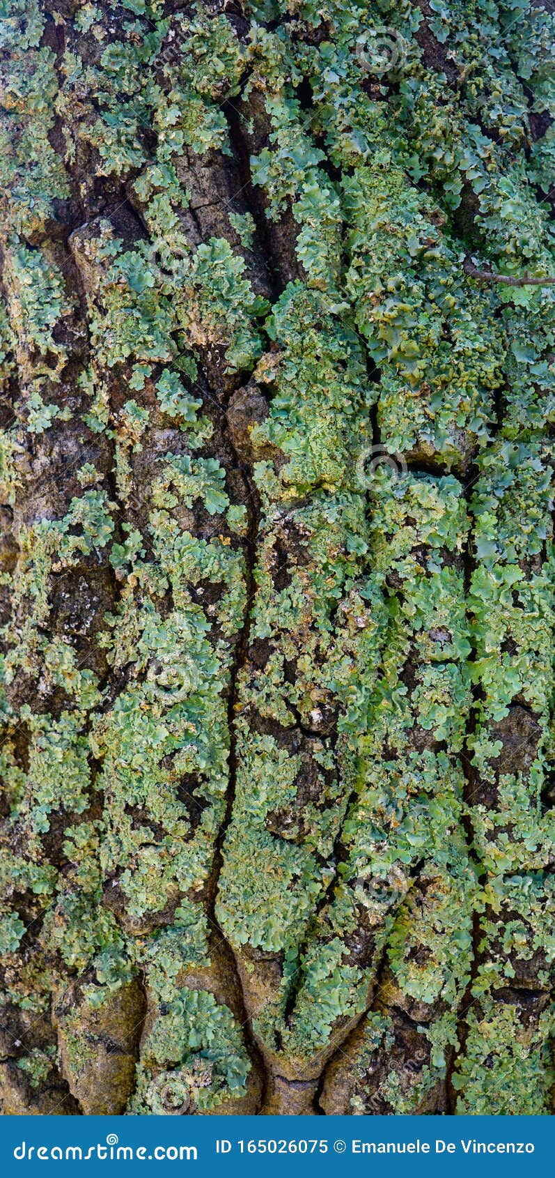 Textures of Brown and Green Wood Cortex of a Treetrunk Stock Image ...