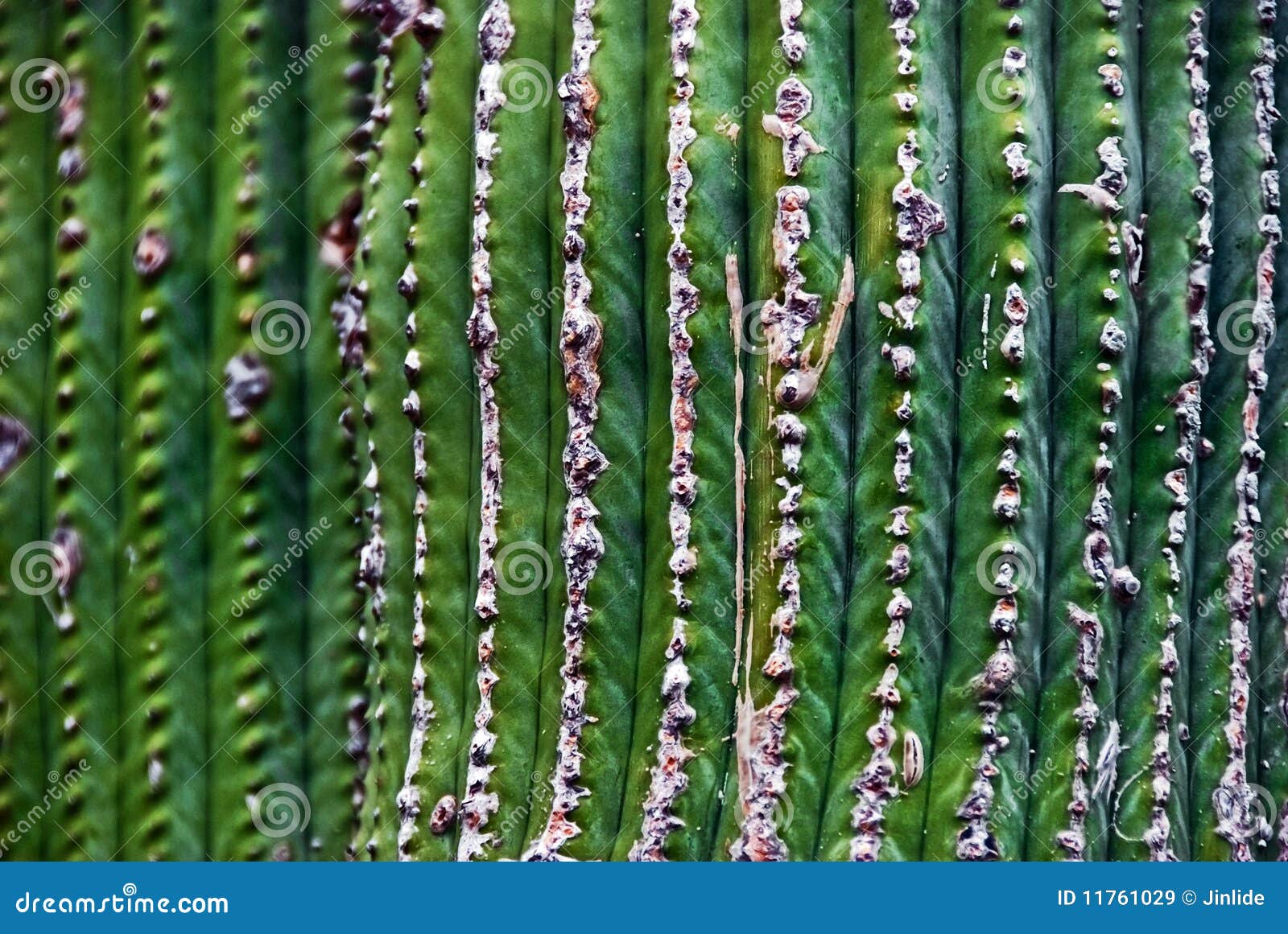 Textures of cactus stock image. Image of groove, plant - 11761029