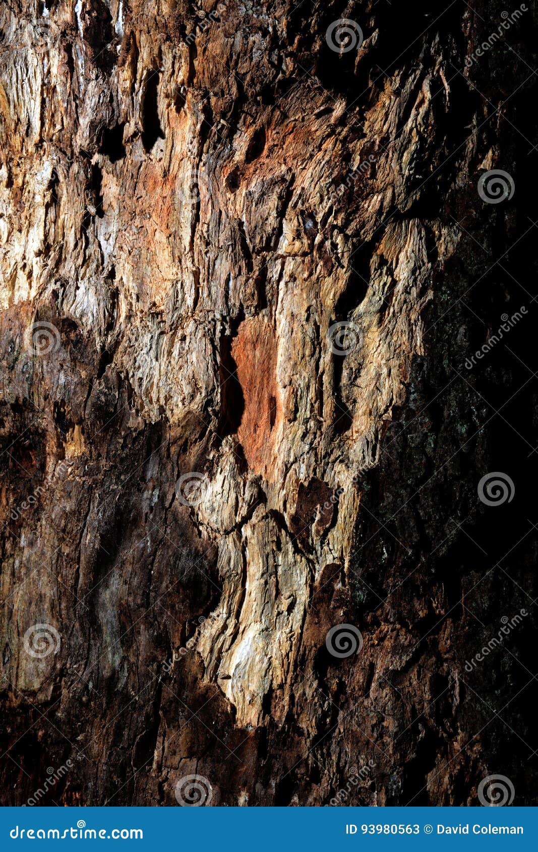 Textures stock image. Image of standing, wood, forest - 93980563