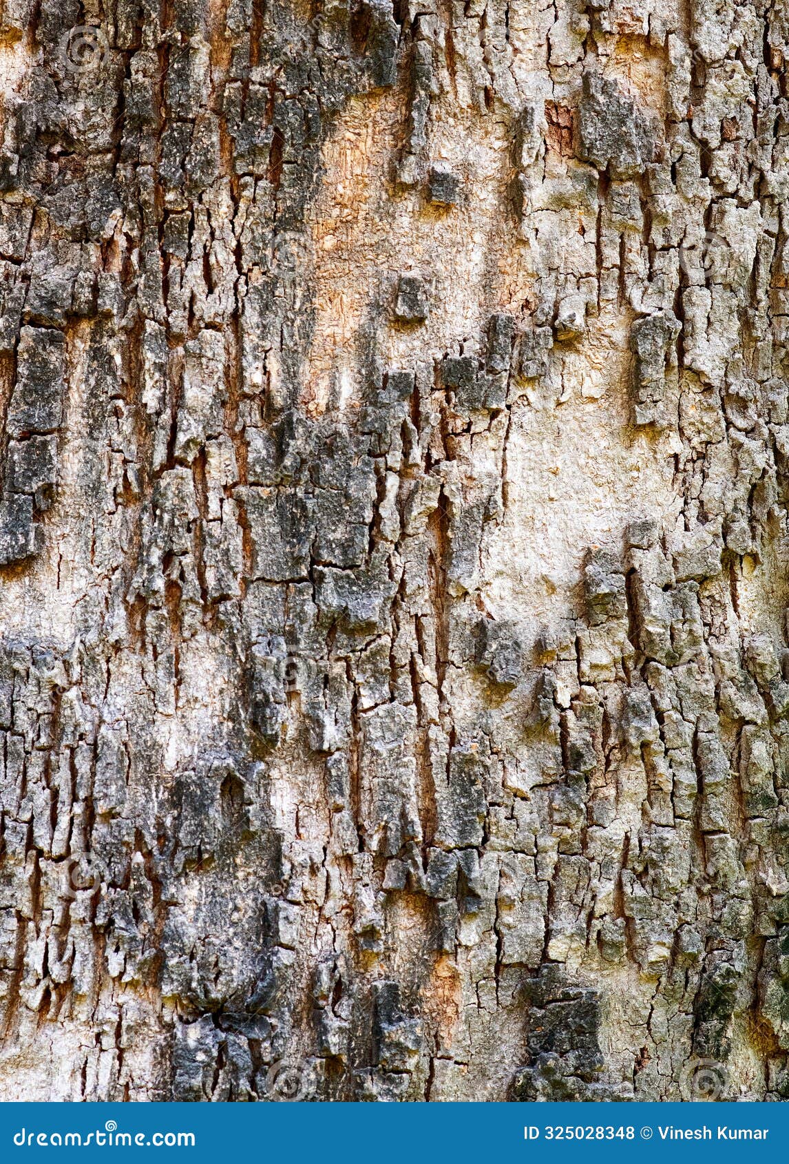 Textures in the Cracked Bark of an Old Tree Stock Photo - Image of bark ...