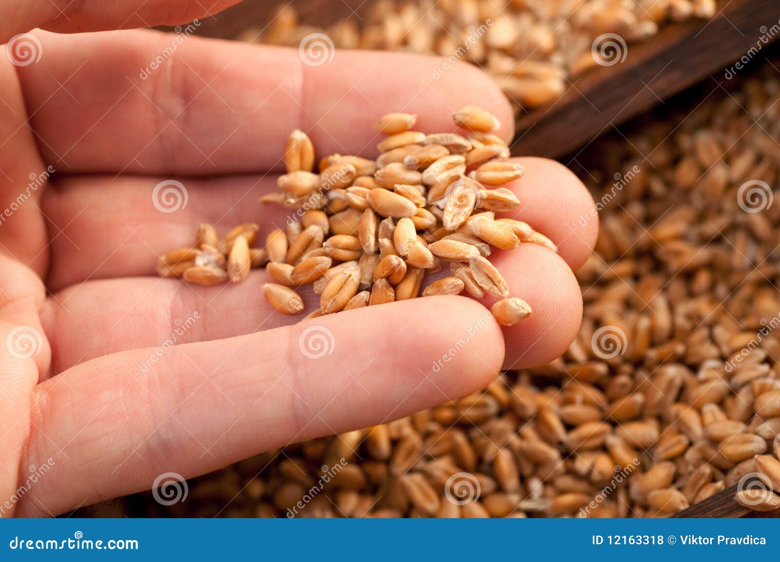 Textures de blé photo stock. Image du graine, pain, prospérité - 12163318