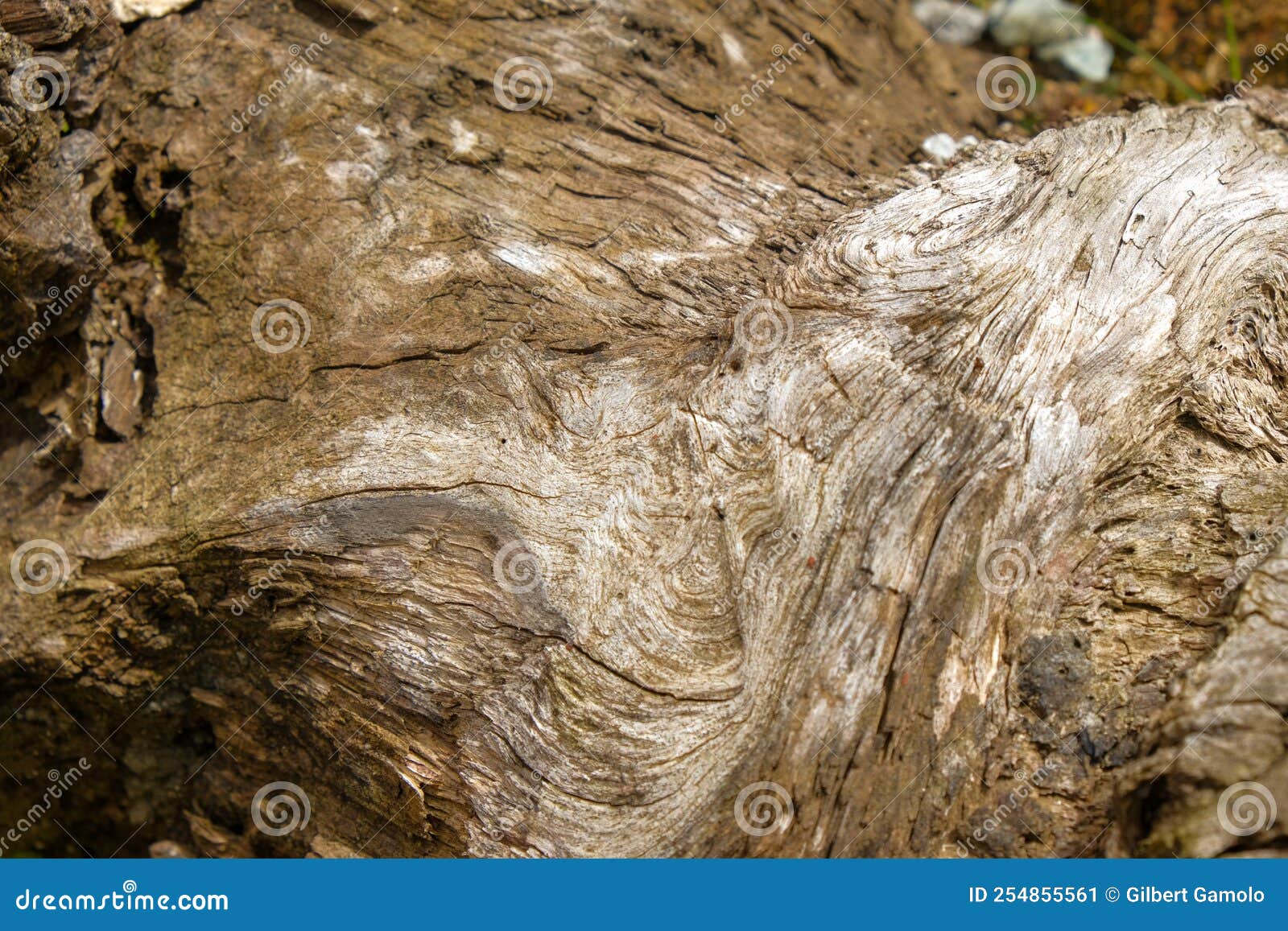 Textures on a Dead Tree Trunk Stock Image - Image of trees, rising ...