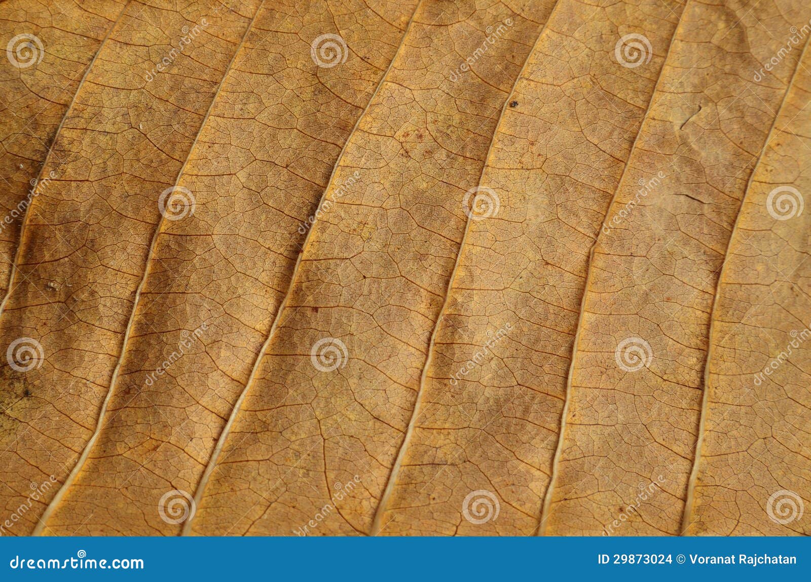 Dry leaves textured stock photo. Image of surface, foliage - 29873024