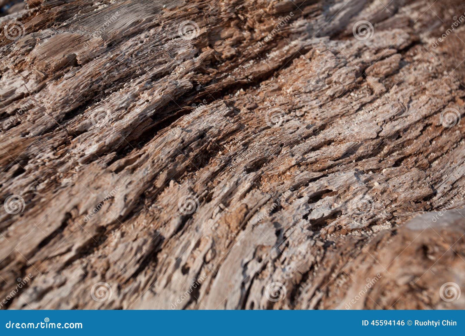 Textures of Dry Tree Trunk / Wood Stock Photo - Image of trunk ...