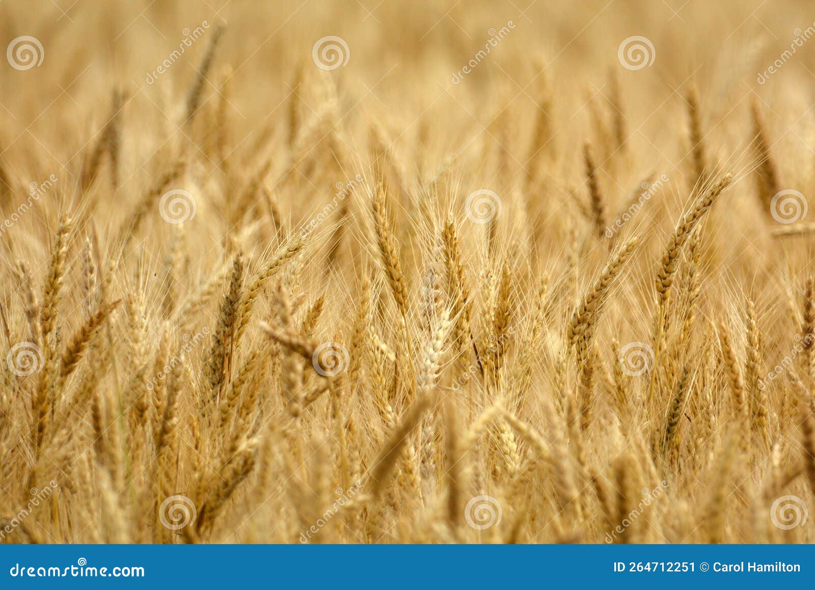 Textures of a Field of Wheat Standing in an Agriculture Field Stock ...
