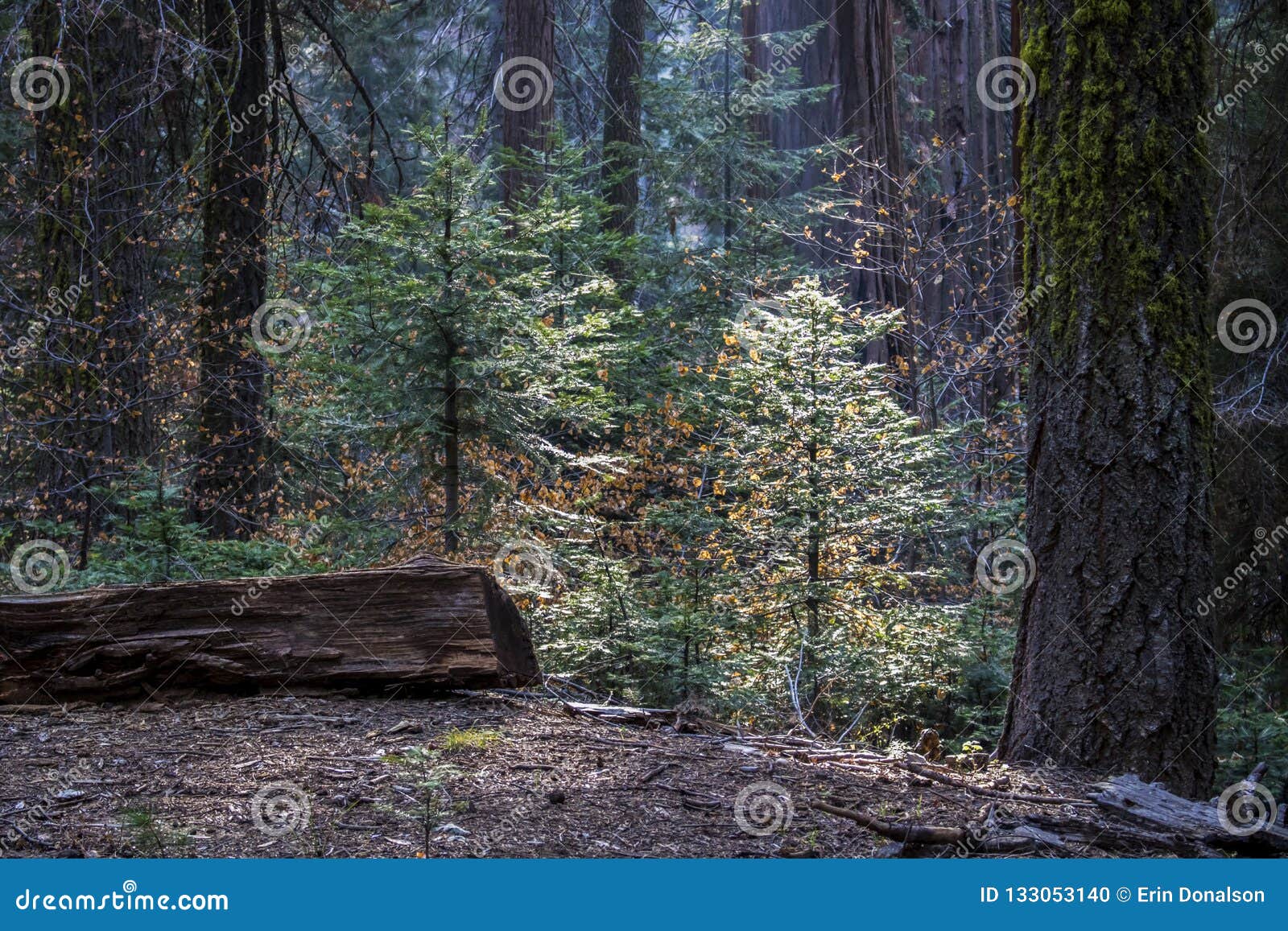 Textures in Colorful Forest with Light through Trees Stock Photo ...