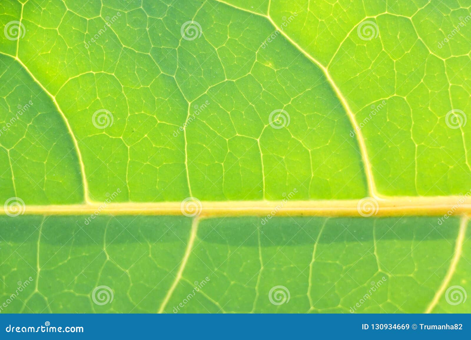Texture of a Green Terminalia Leaf Stock Image - Image of abstract ...