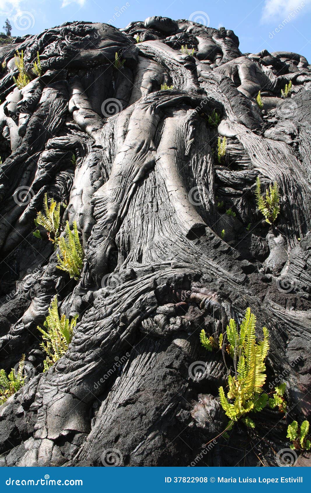 Textures of lava in Hawaii stock photo. Image of park - 37822908