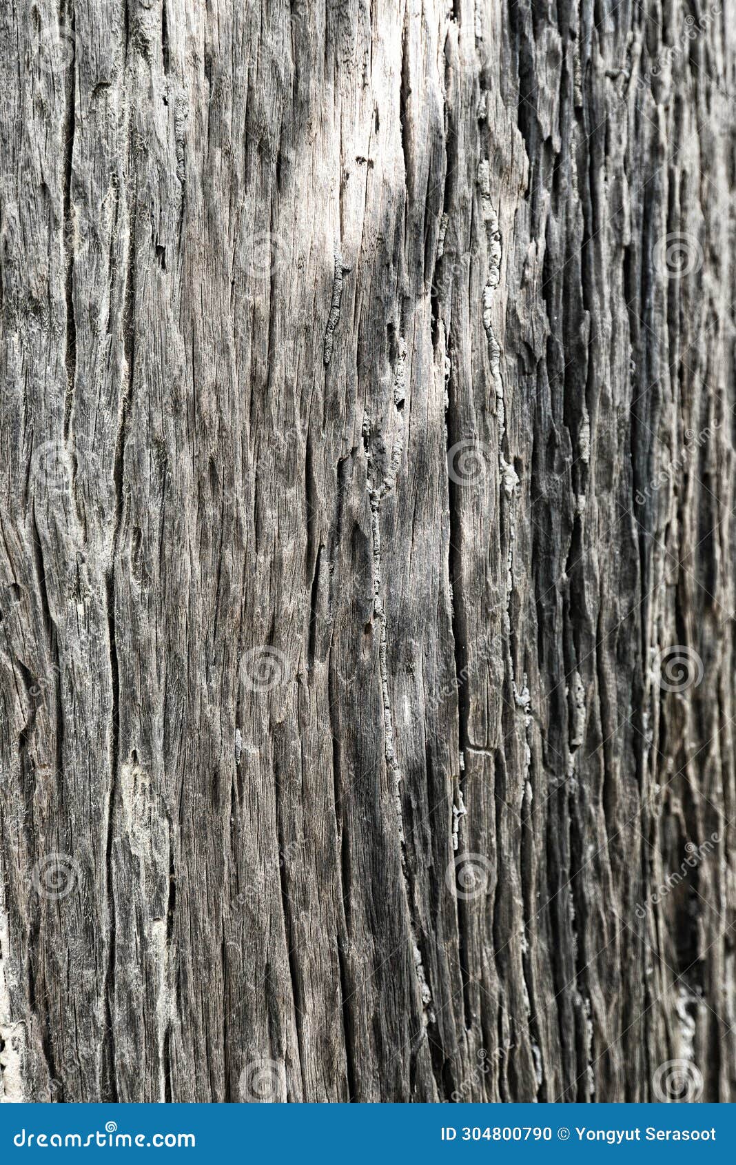 Textures and Natural Patterns Bark of Tree Trunk. Stock Photo - Image ...