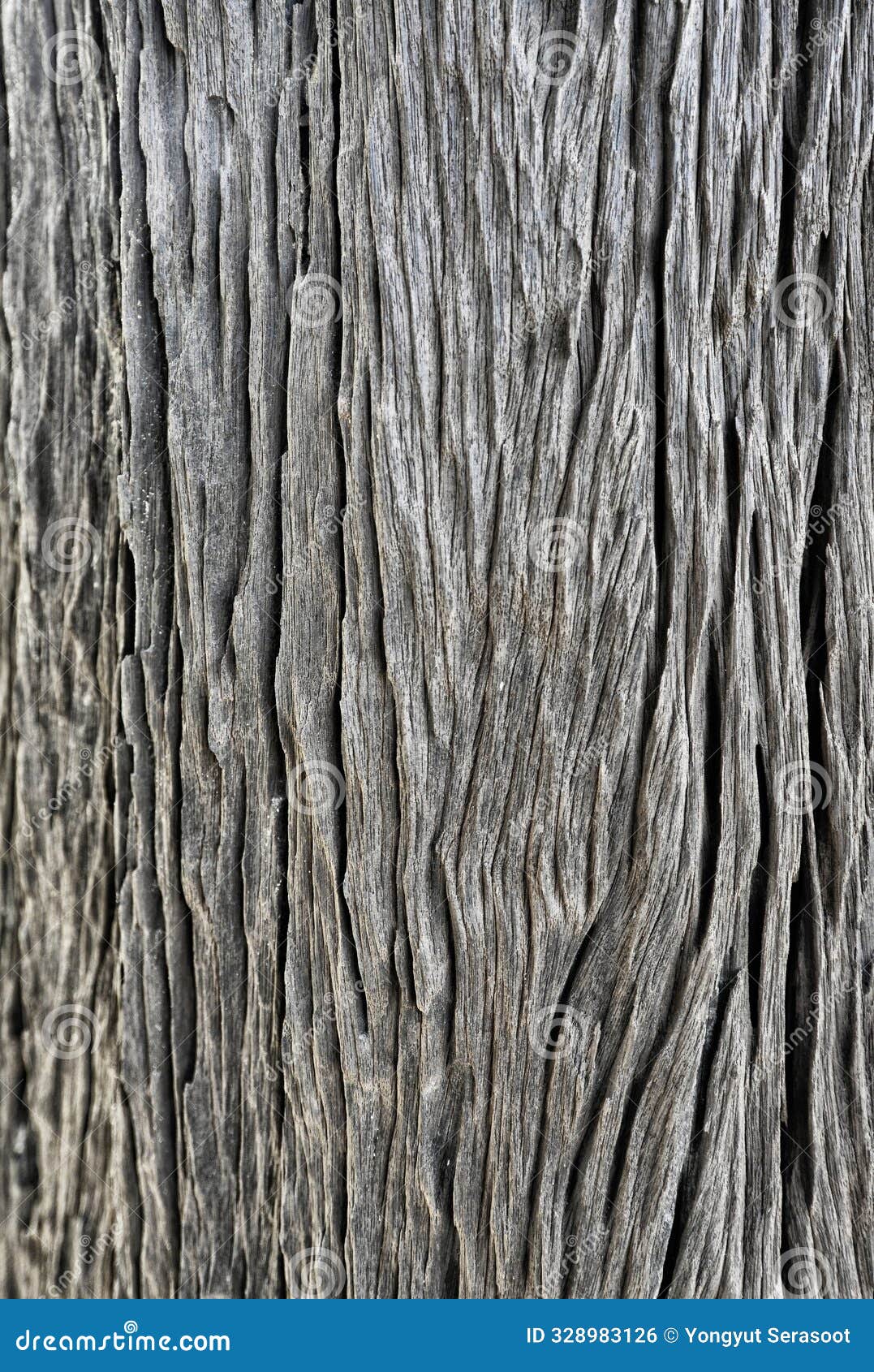 Textures and Natural Patterns Bark of Tree Trunk Stock Photo - Image of ...