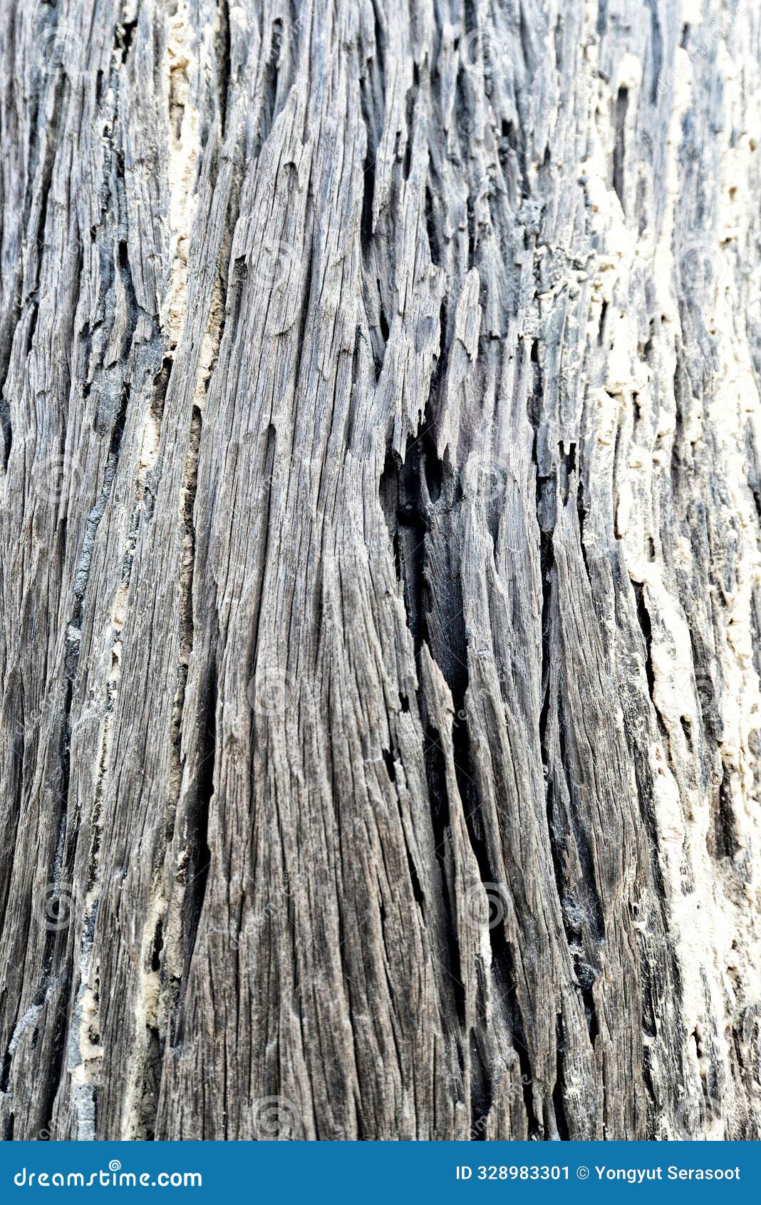 Textures and Natural Patterns Bark of Tree Trunk Stock Image - Image of ...