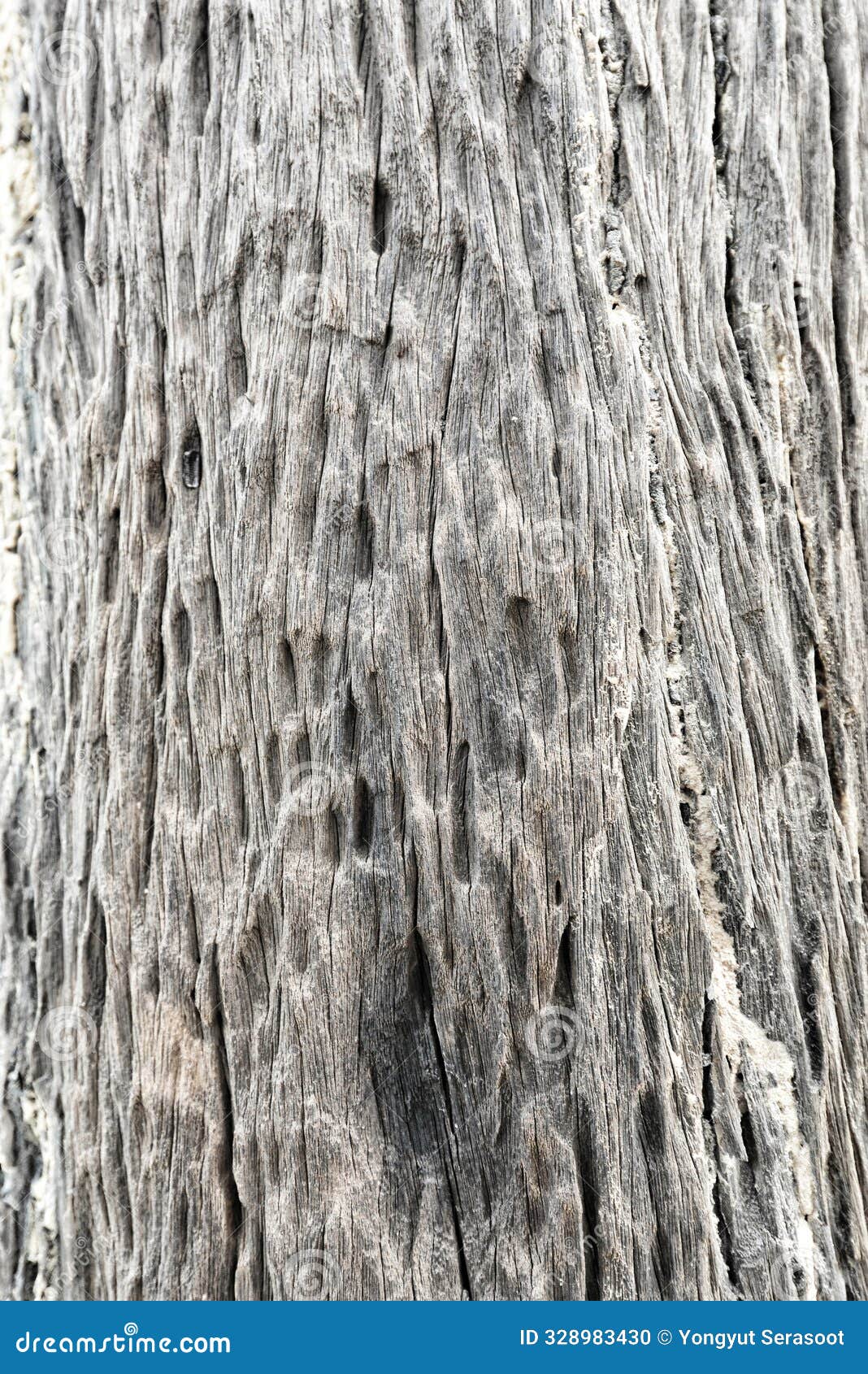 Textures and Natural Patterns Bark of Tree Trunk Stock Photo - Image of ...