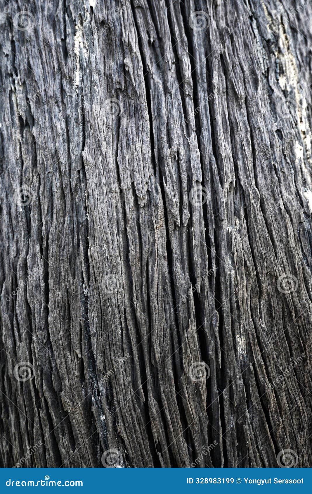 Textures and Natural Patterns Bark of Tree Trunk Stock Image - Image of ...