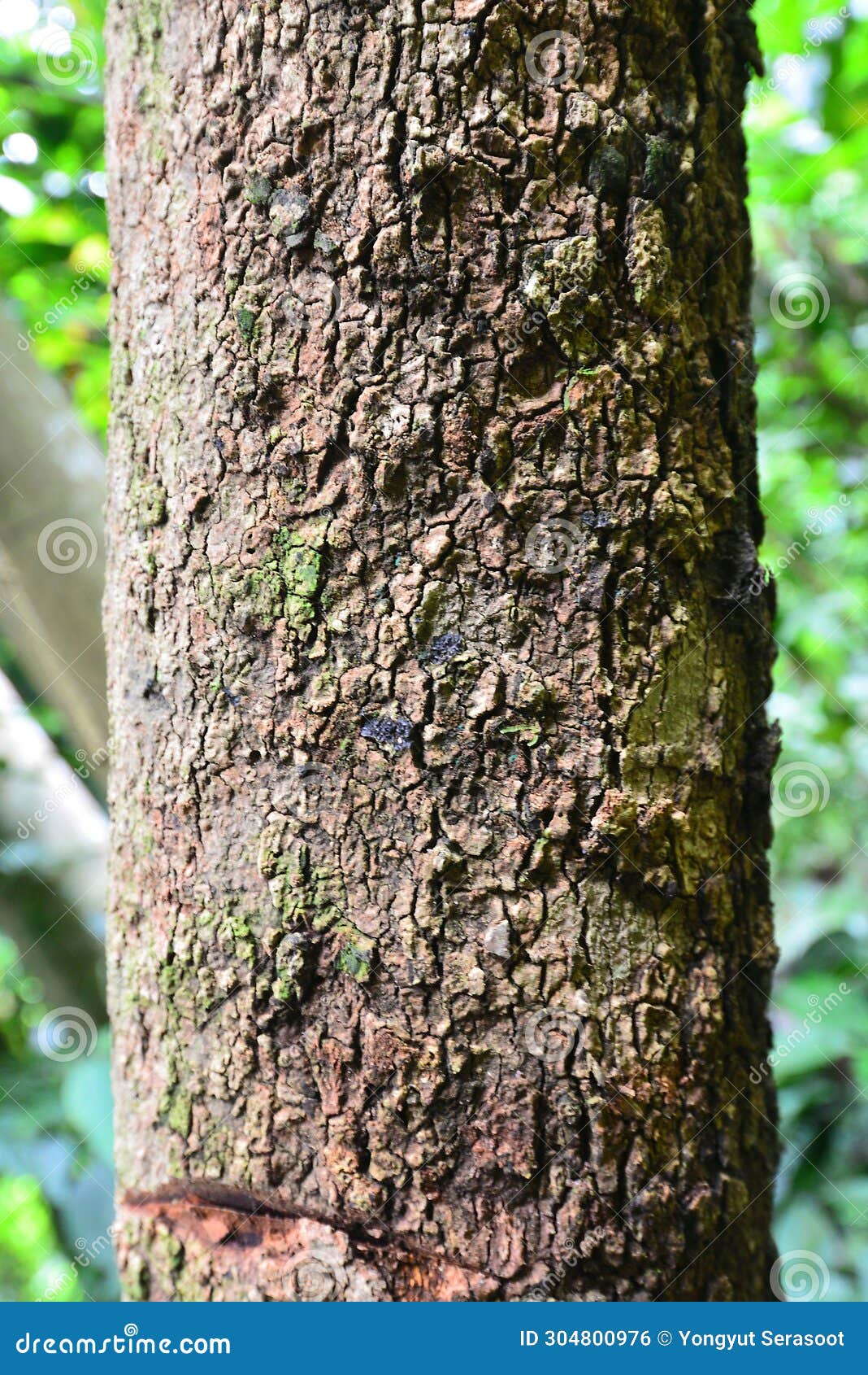 Textures and Natural Patterns Bark of the Trunk Stock Photo - Image of ...