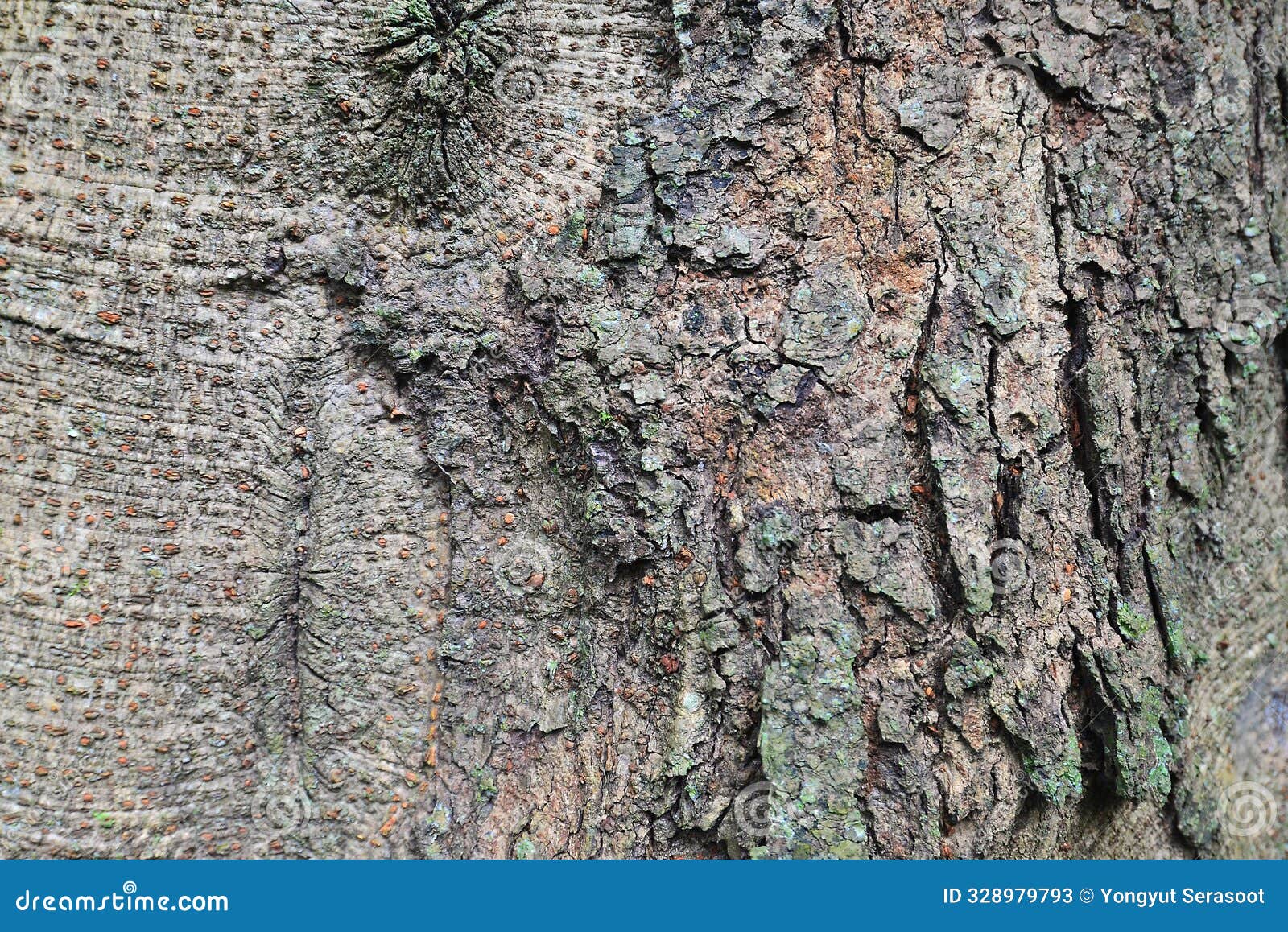 Textures and Natural Patterns Bark of the Trunk Stock Image - Image of ...