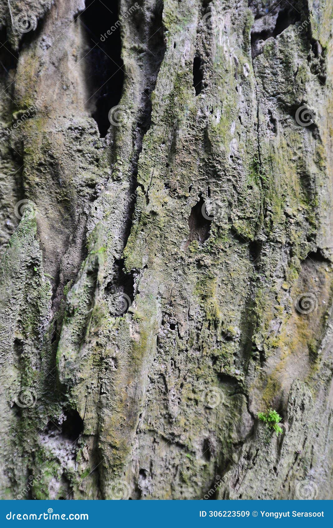 Textures and Natural Patterns Bark of the Trunk Stock Image - Image of ...