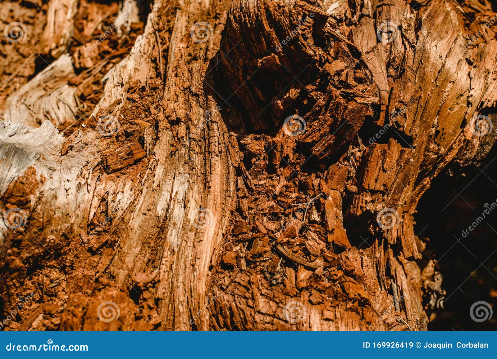 Textures of Old and Aged Wood and Tree Trunks Stock Image - Image of ...