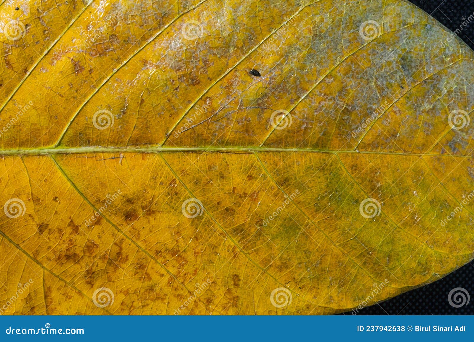 The Textures of an Old Leaf Stock Illustration - Illustration of soil ...