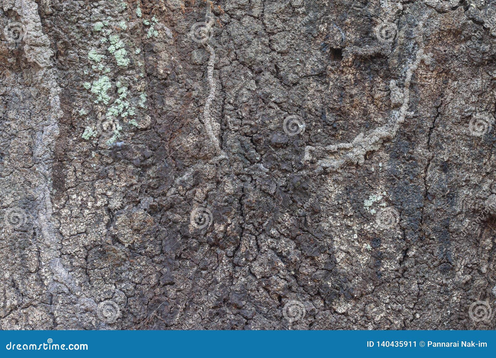 Textures of Old Mango Tree on Nature. Stock Image - Image of ...