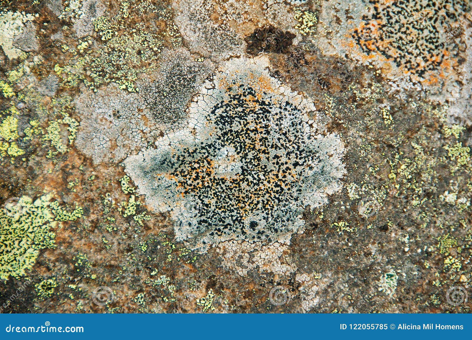 Textures and Patterns Created by Fungus on Stones Stock Image - Image ...