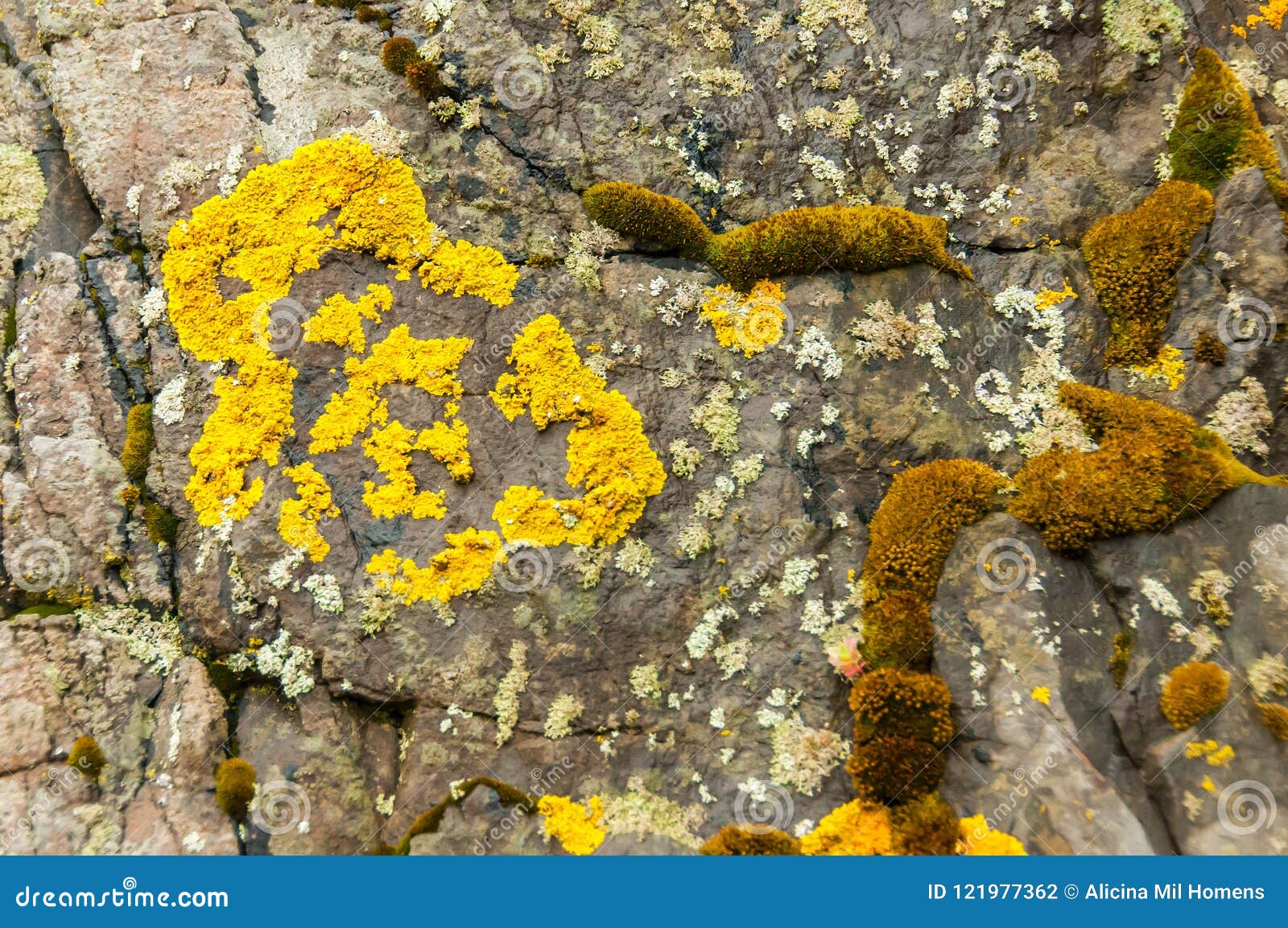 Textures and Patterns Formed by Lichen and Fungus on Stones Stock Photo ...