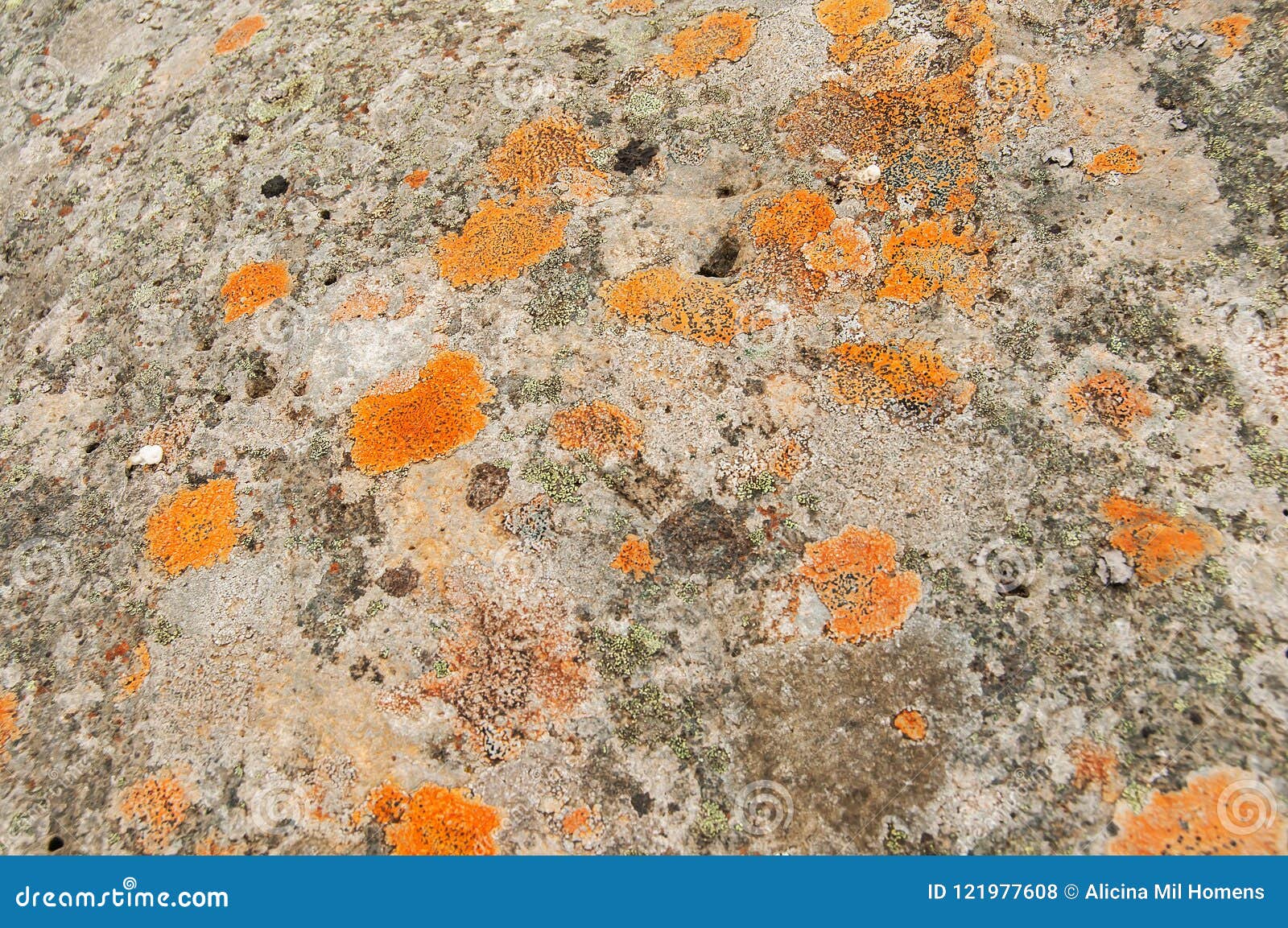 Textures and Patterns Formed by Lichen and Fungus on Stones Stock Photo ...