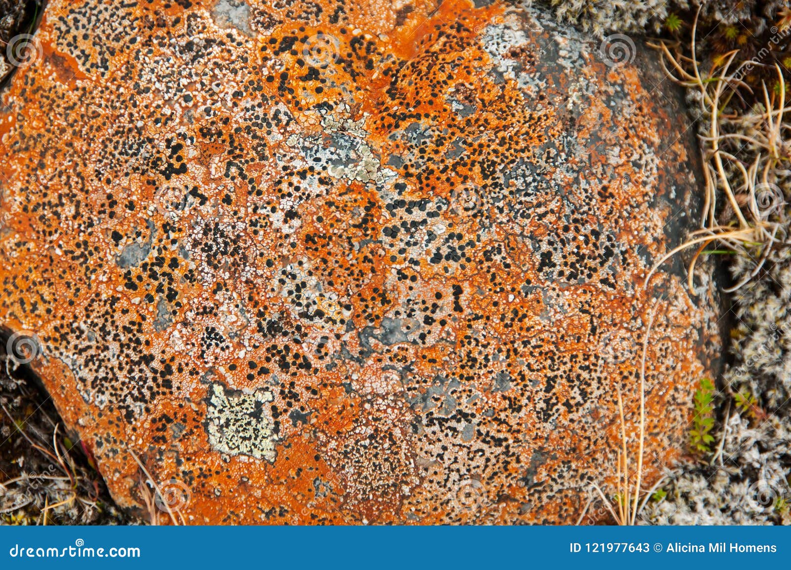 Textures and Patterns Formed by Lichen and Fungus on Stones Stock Image ...