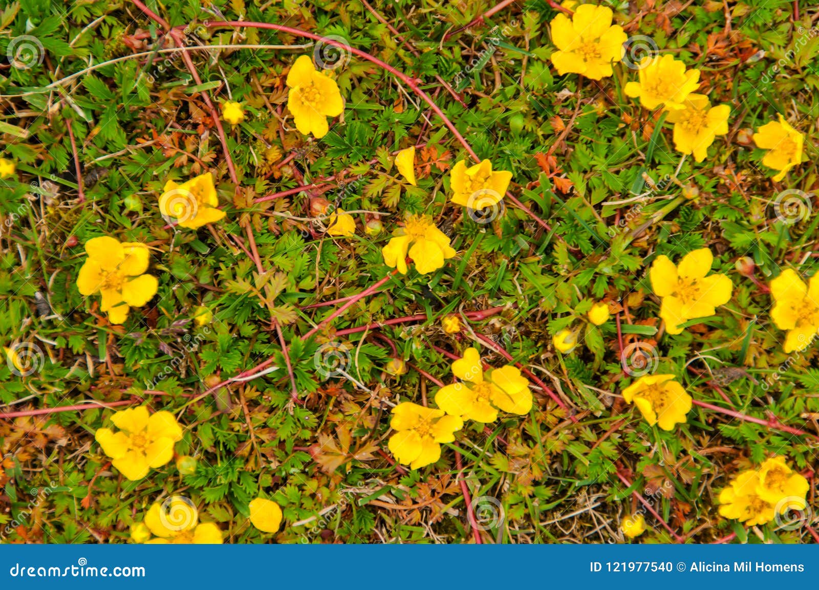 Textures and Patterns Formed by Wild Vegetation Stock Photo - Image of ...