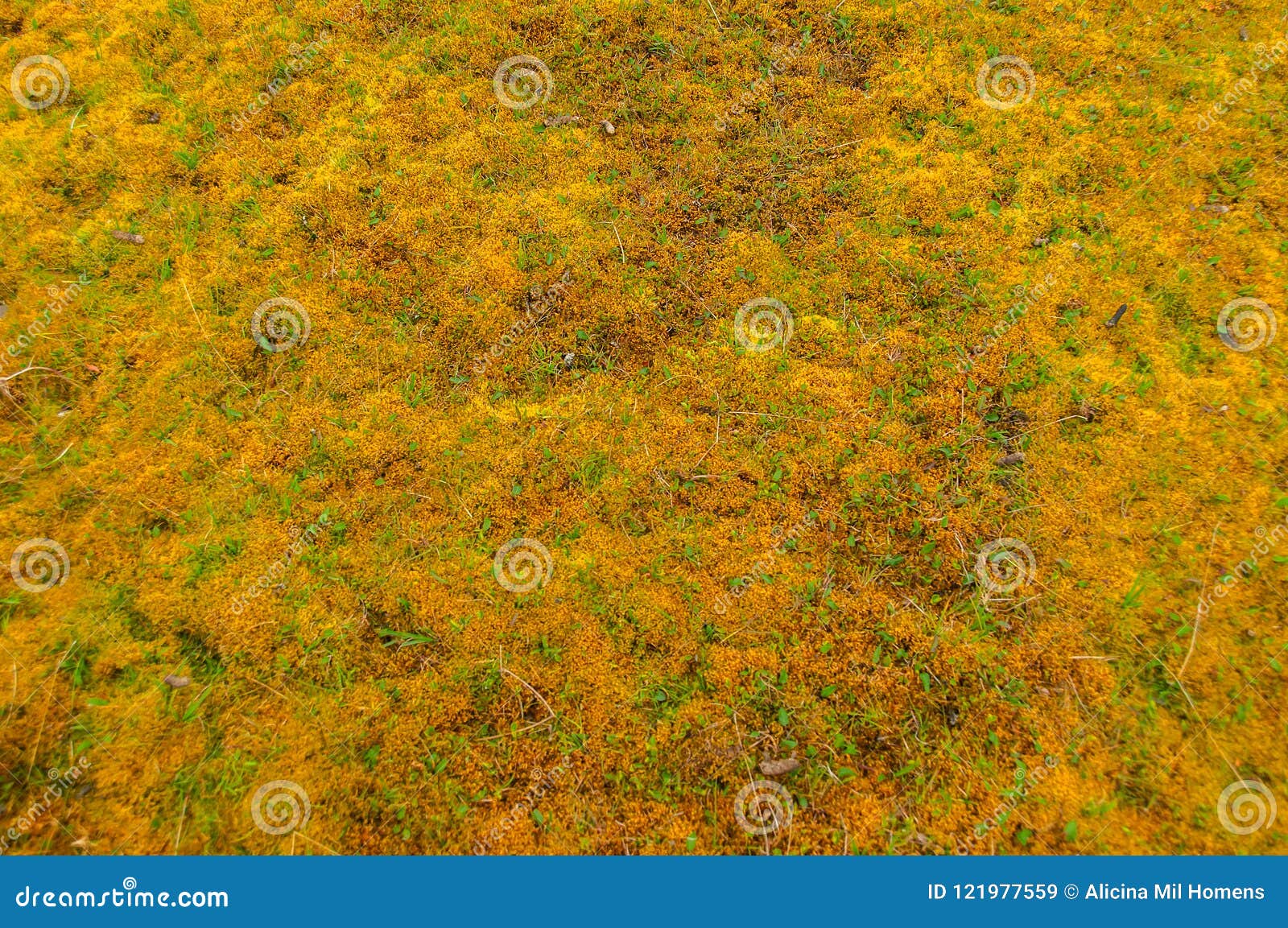 Textures and Patterns Formed by Wild Vegetation Stock Image - Image of ...