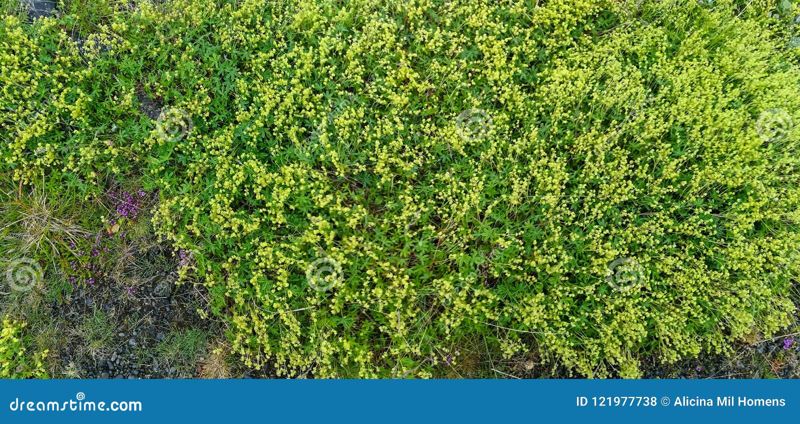 Textures and Patterns Formed by Wild Vegetation Stock Photo - Image of ...