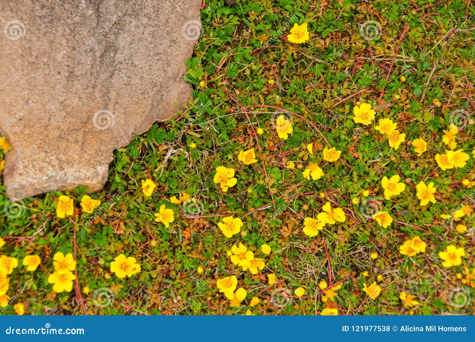 Textures and Patterns Formed by Wild Vegetation Stock Photo - Image of ...
