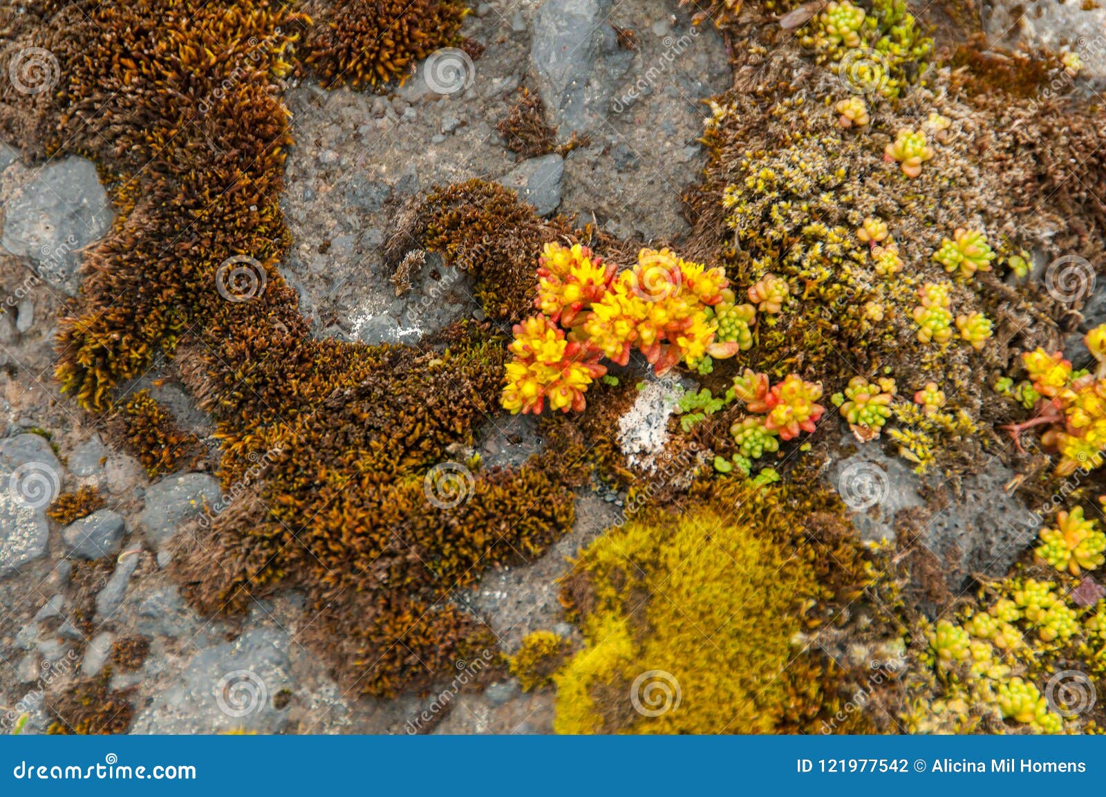 Textures and Patterns Formed by Wild Vegetation Stock Photo - Image of ...