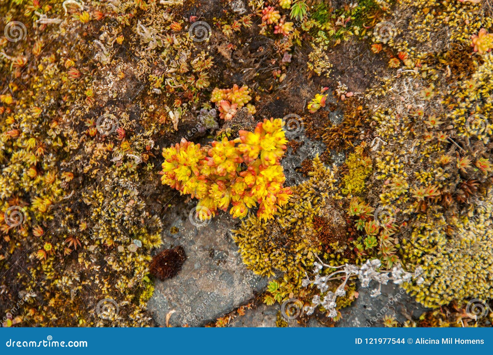 Textures and Patterns Formed by Wild Vegetation Stock Photo - Image of ...