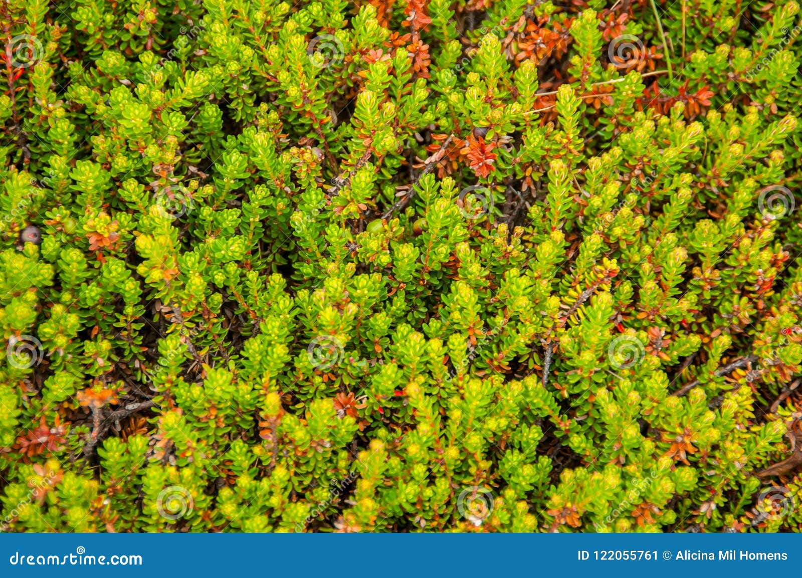 Textures and Patterns Formed by Wild Vegetation Stock Image - Image of ...