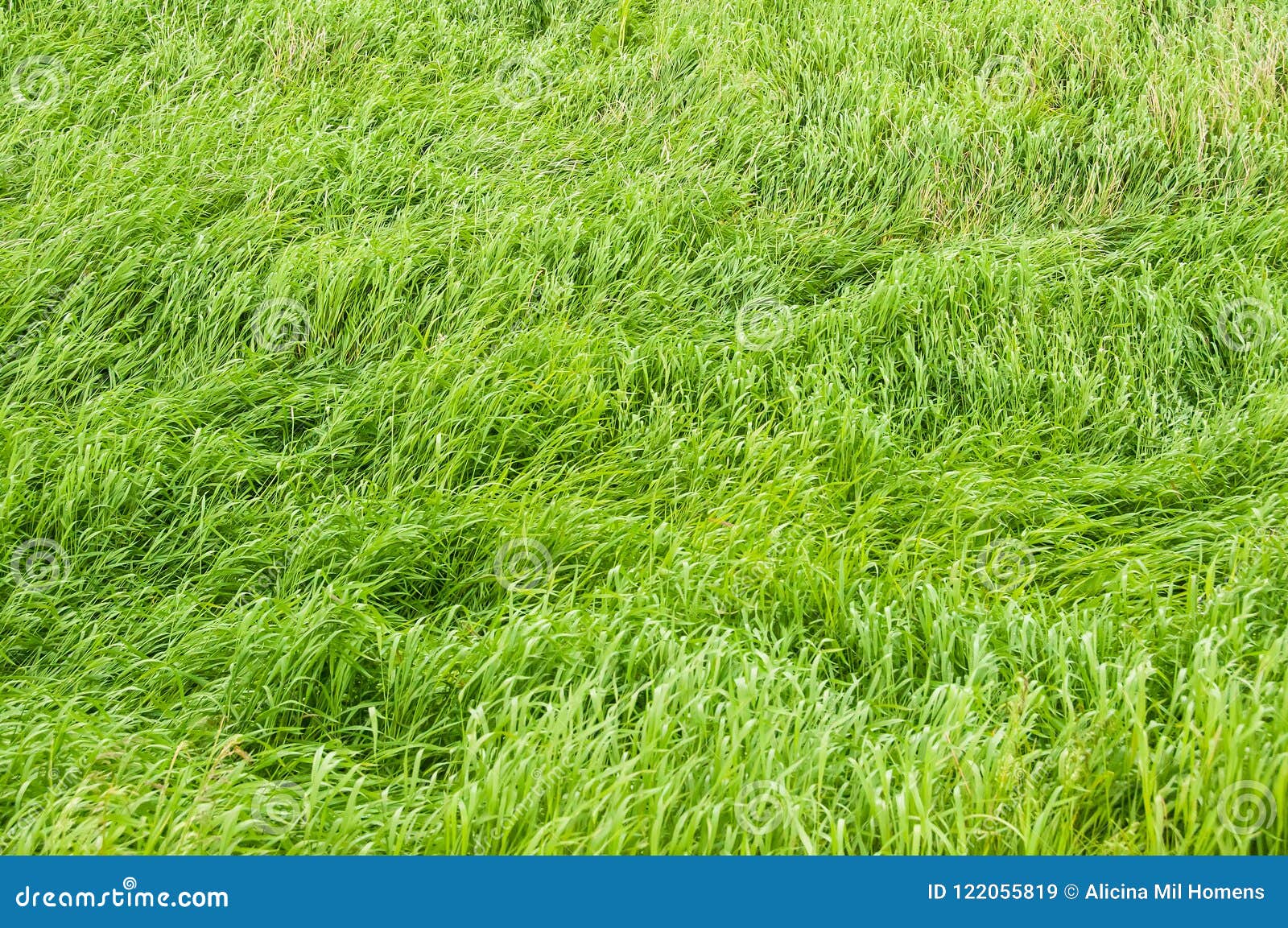 Textures and Patterns Formed by Wild Vegetation Stock Image - Image of ...