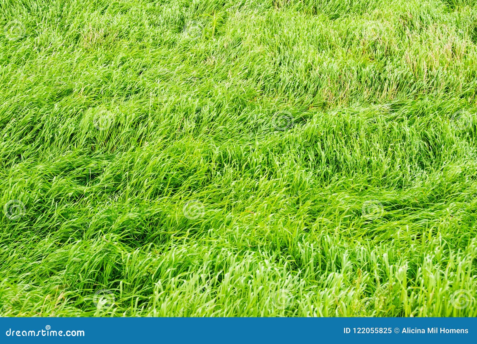Textures and Patterns Formed by Wild Vegetation Stock Image - Image of ...