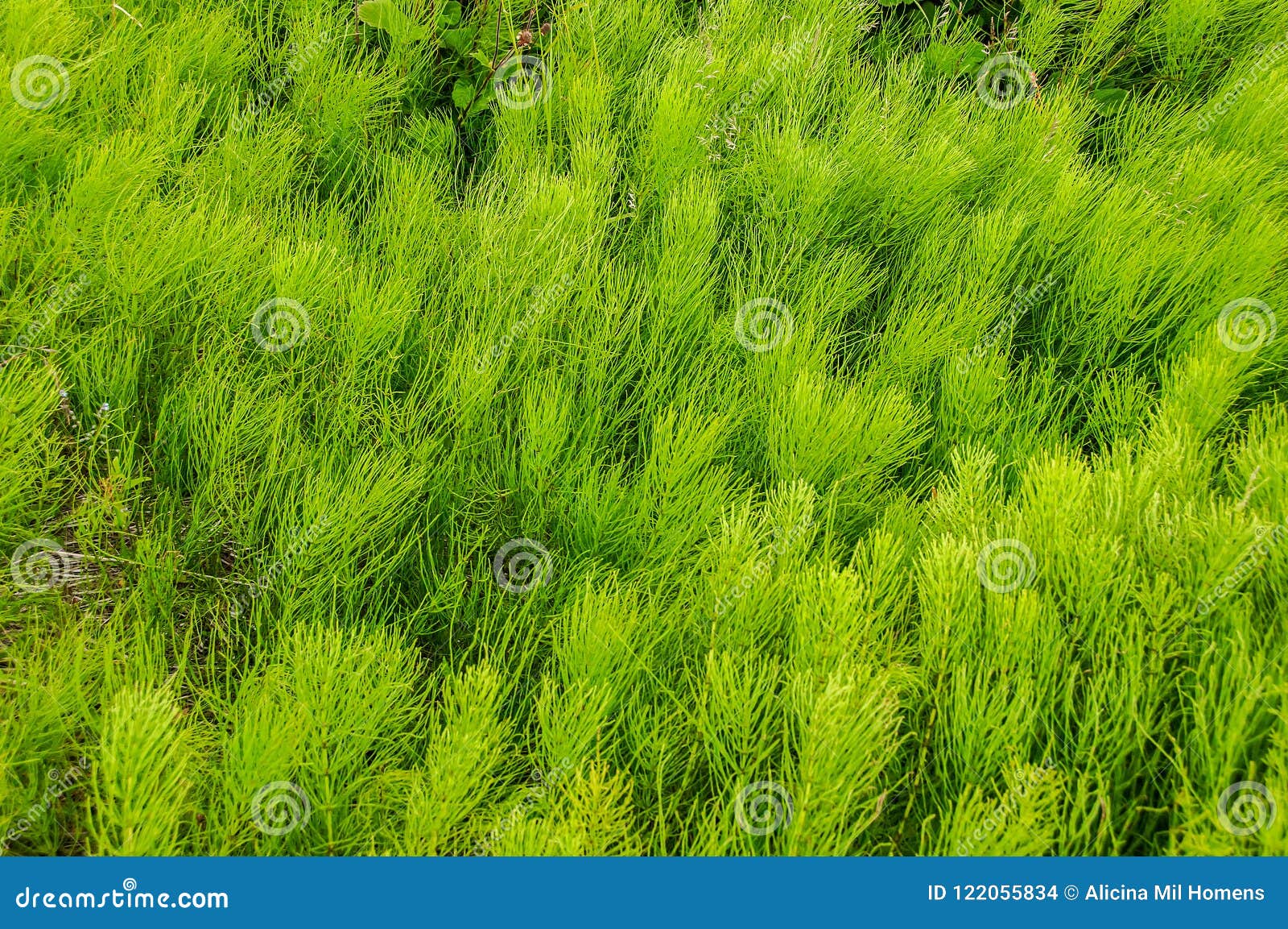 Textures and Patterns Formed by Wild Vegetation Stock Photo - Image of ...