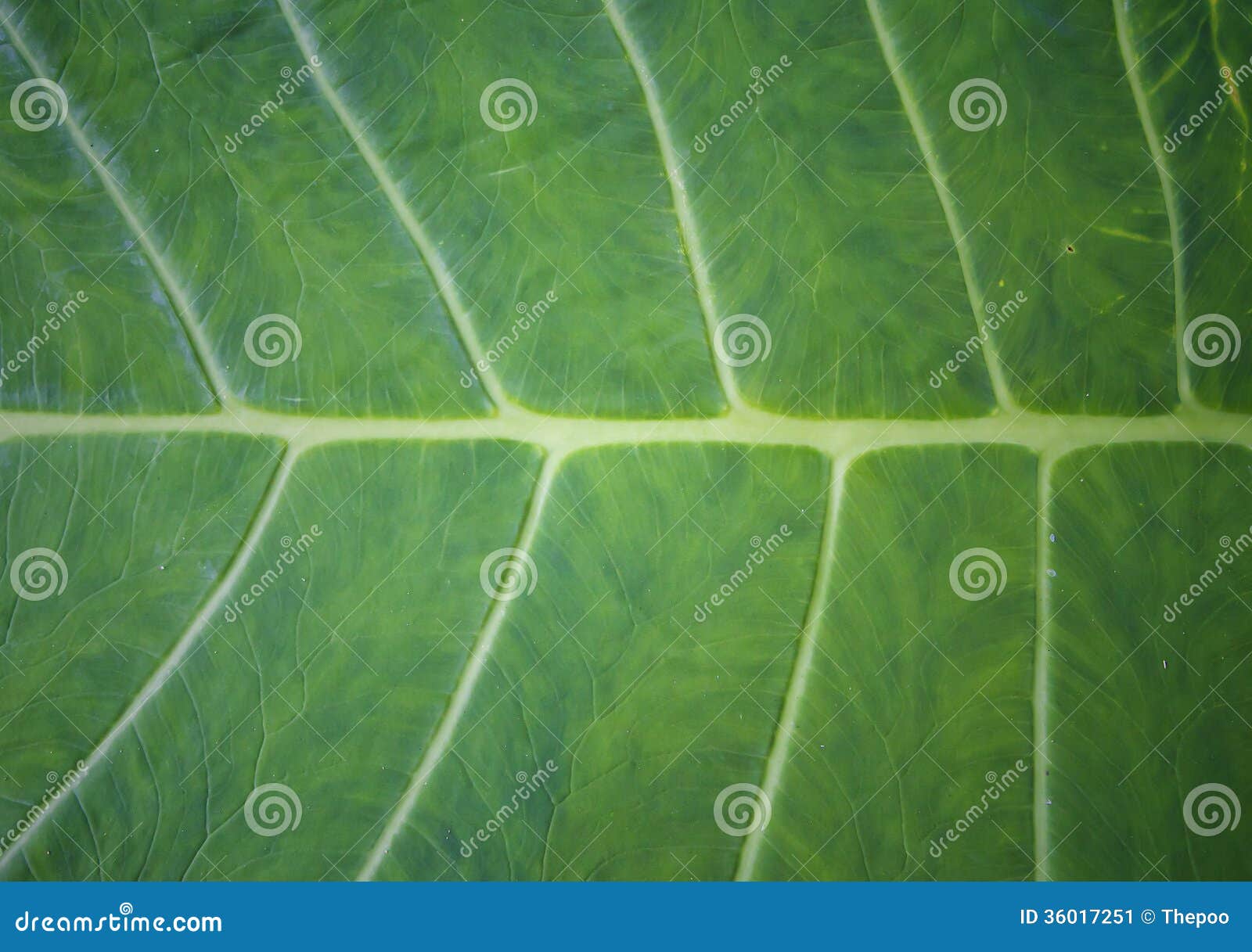 Textures and Patterns of Leaves. Stock Image - Image of botany, ecology ...