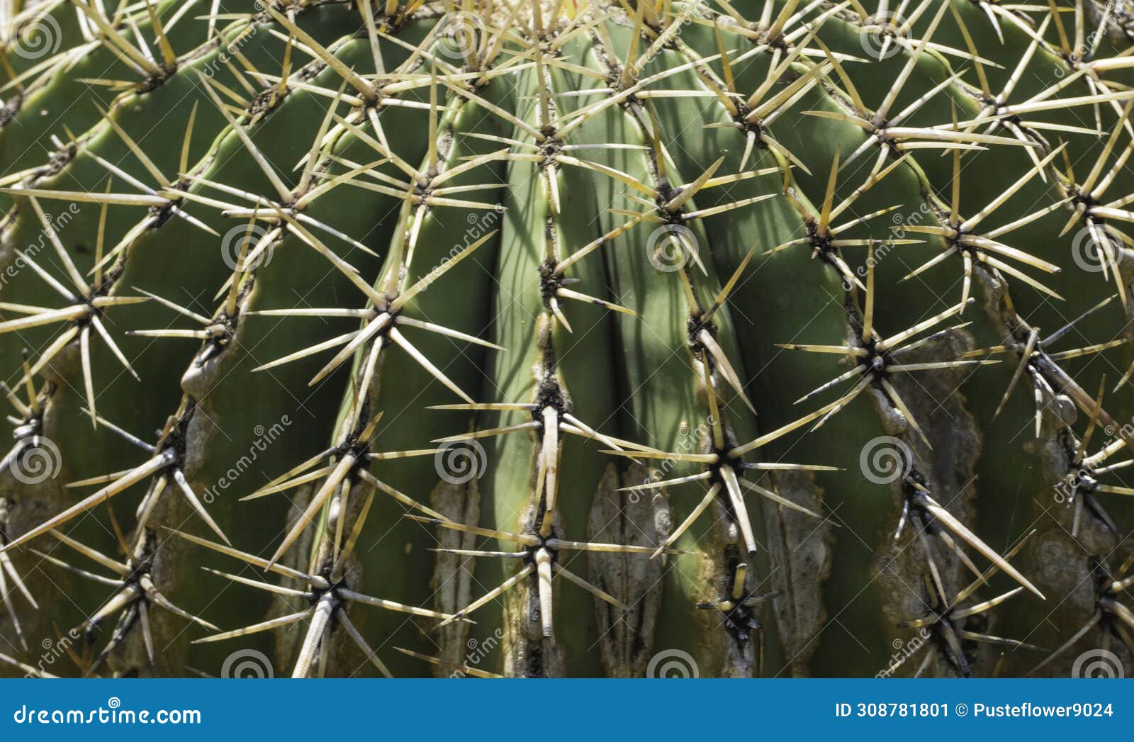 Close-up of a Cactus with Sharp Spikes Stock Image - Image of natural ...