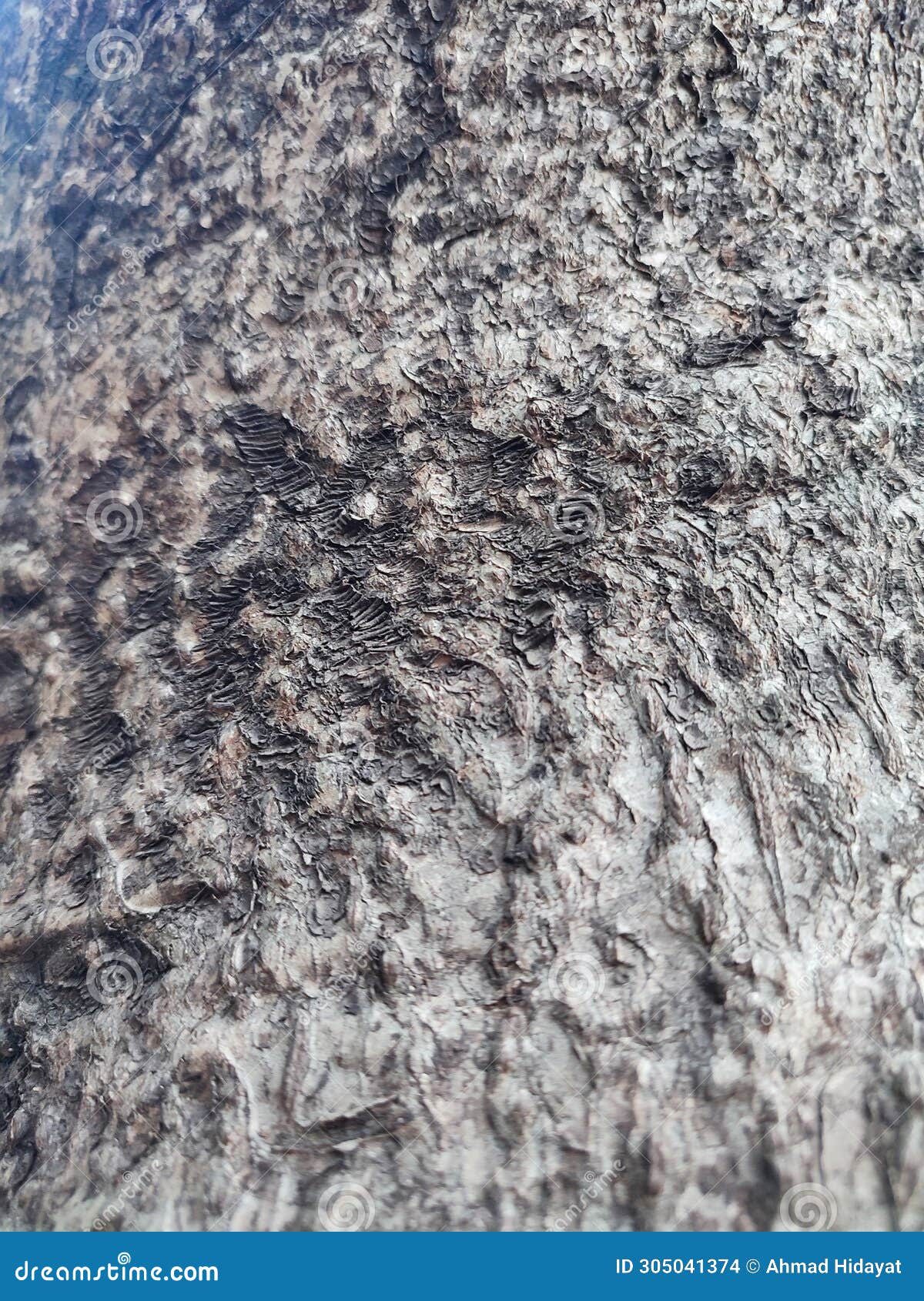 Textures, Patterns, Tree Bark in the Urban Forest Stock Photo - Image ...