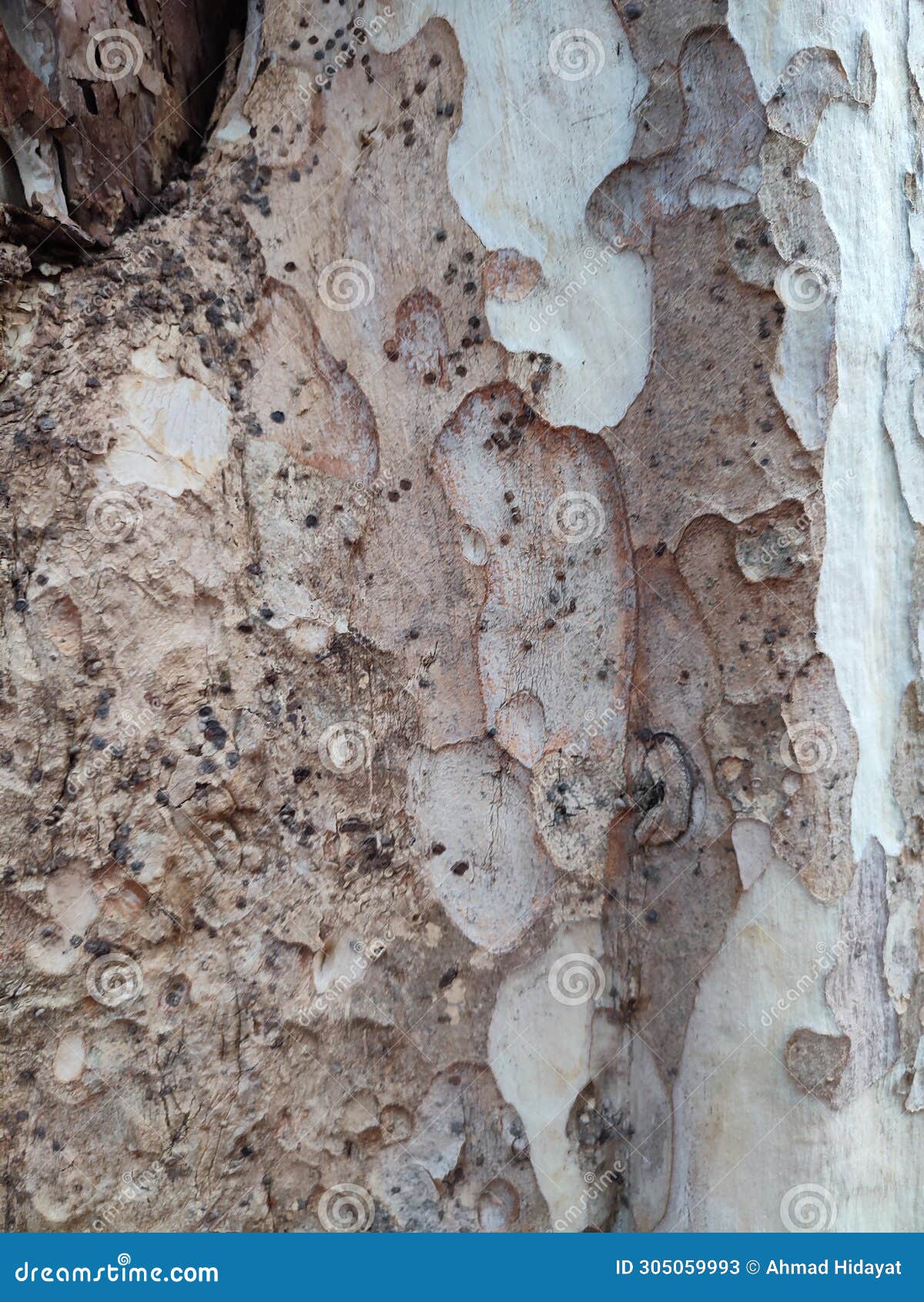 Textures, Patterns, Tree Bark in the Urban Forest Stock Image - Image ...
