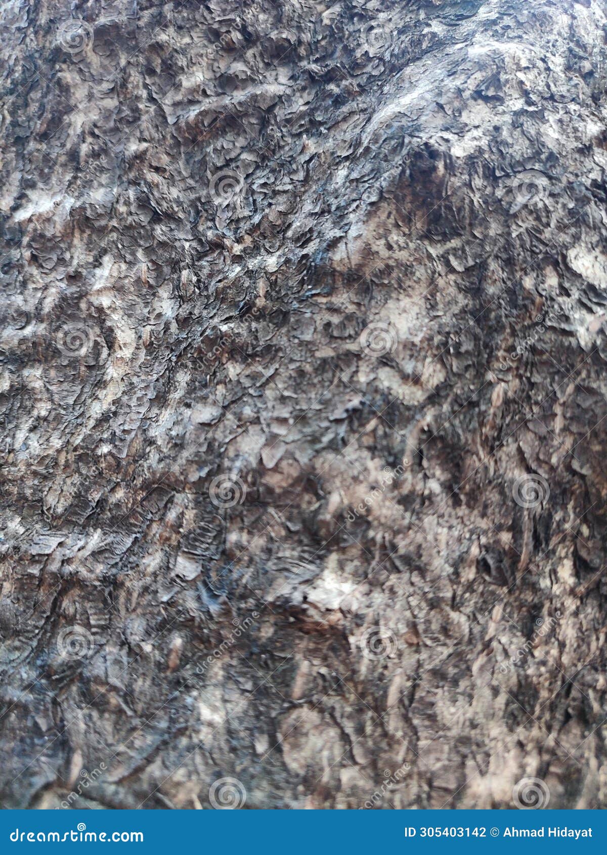 Textures, Patterns, Tree Bark in the Urban Forest Stock Photo - Image ...