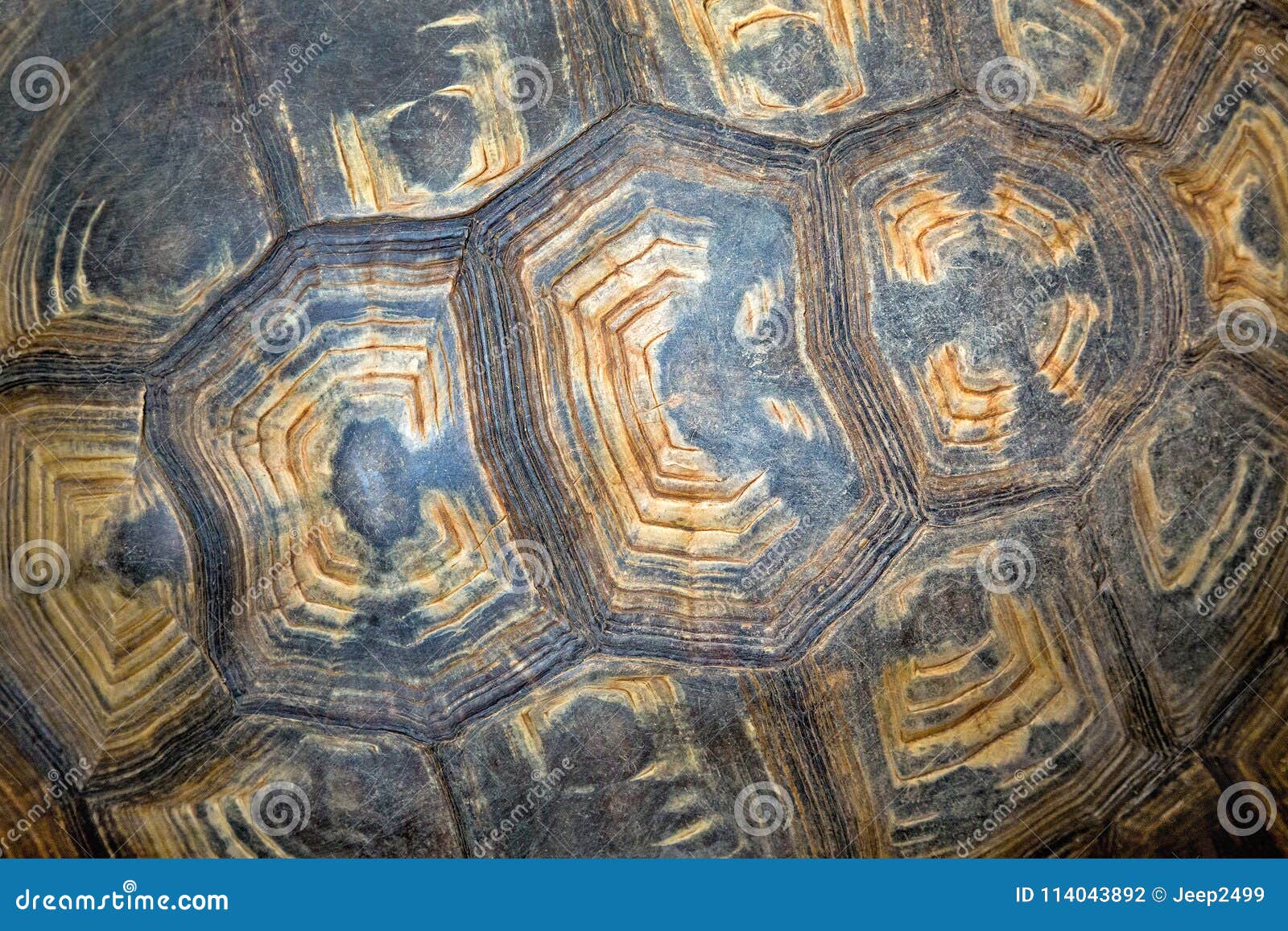 Textures and Patterns of Turtles. Stock Photo - Image of turtle ...
