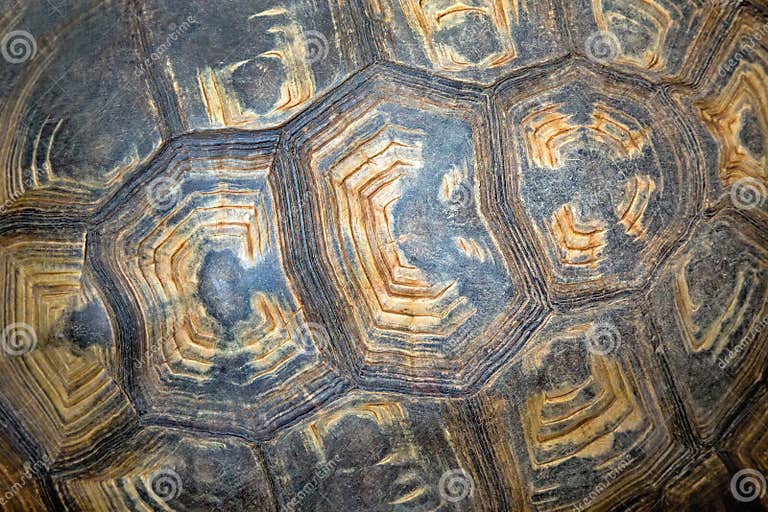 Textures and Patterns of Turtles. Stock Photo - Image of turtle ...