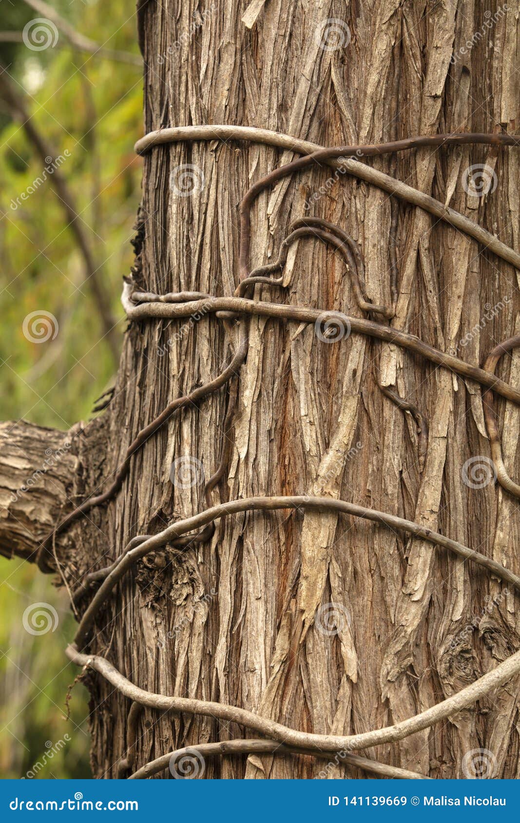 Textures and Roots on a Tree Growing in a Forest Stock Image - Image of ...