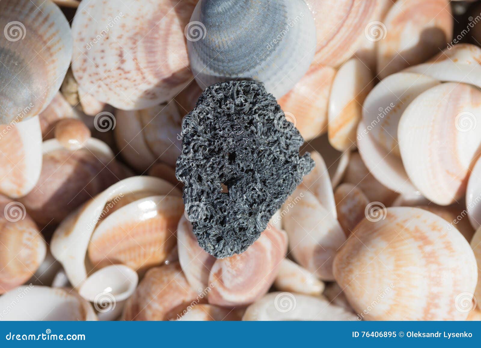 Textures sea shells stock image. Image of marine, colorful - 76406895