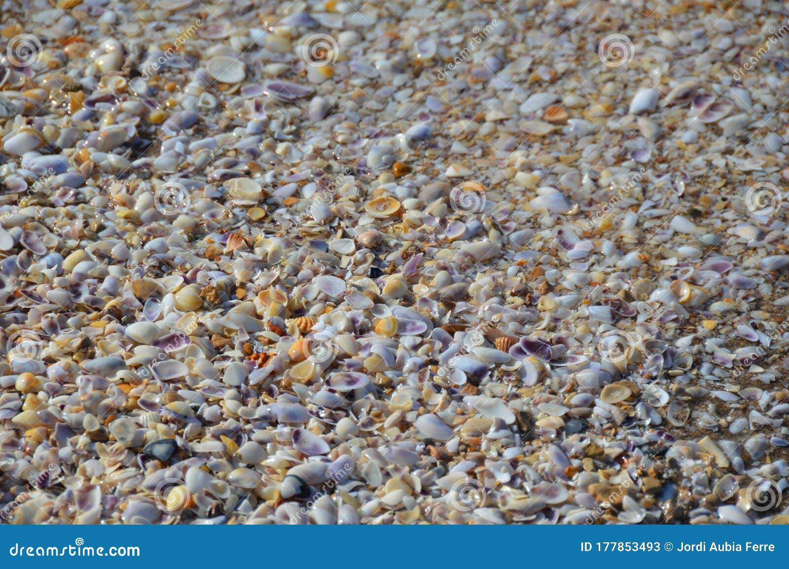 Textures of Shells on the Beach Stock Image - Image of colorful, beach ...