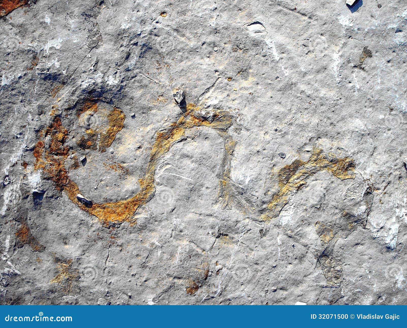 Textures in the stone stock photo. Image of fossil, gemstone - 32071500