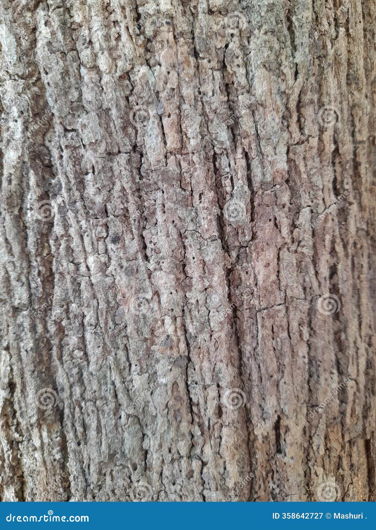 The Textures of Teak Tree Bark Stock Image - Image of cracks, branch ...