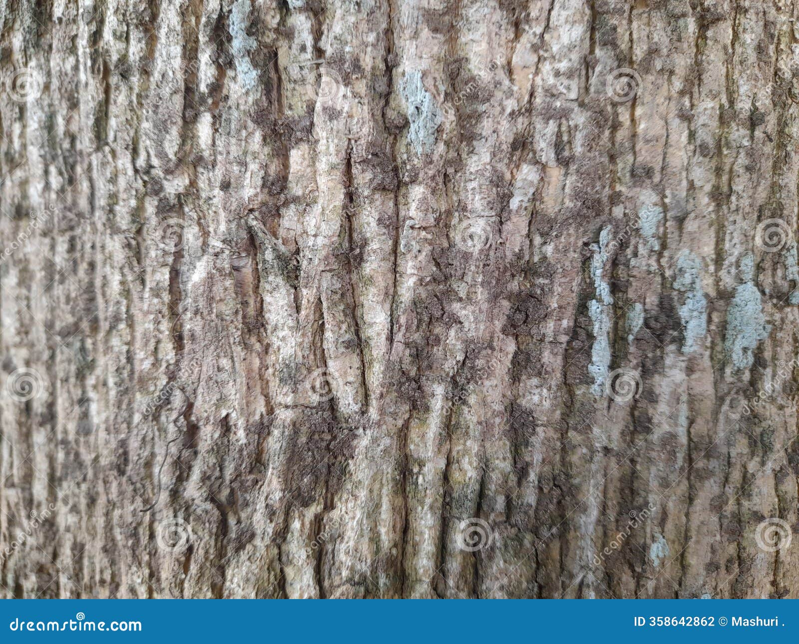 Teak Tree Stock Image | CartoonDealer.com #102540001